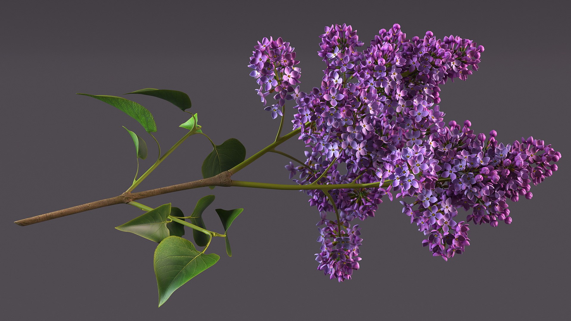 Lilac Branch 3D model - TurboSquid 2145569