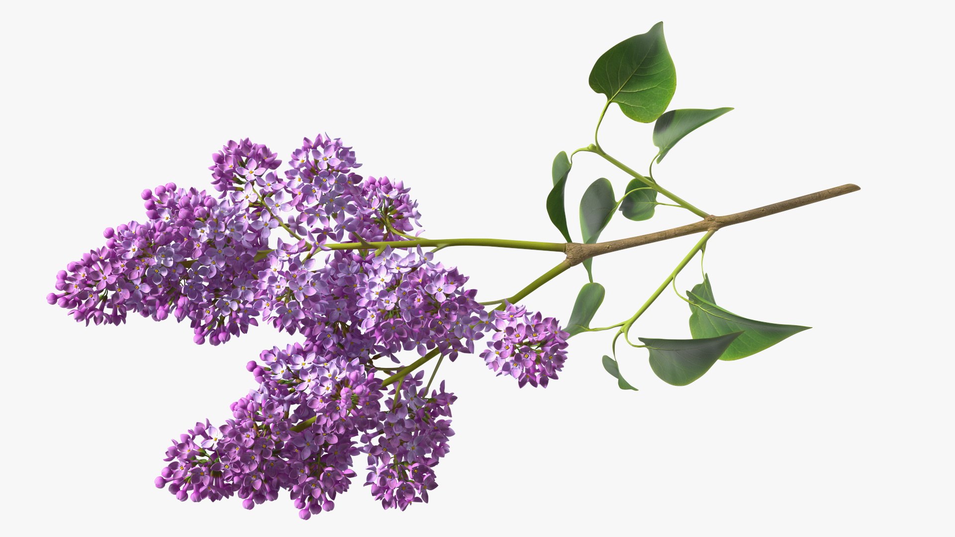 Lilac Branch 3D model - TurboSquid 2145569