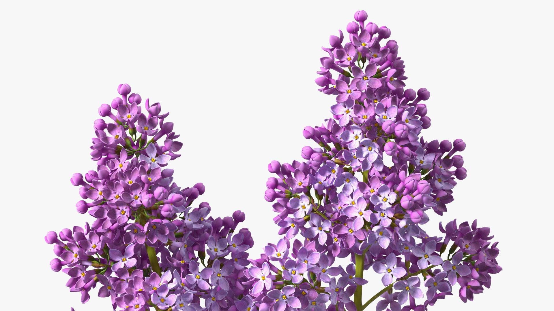 Lilac Branch 3D model - TurboSquid 2145569