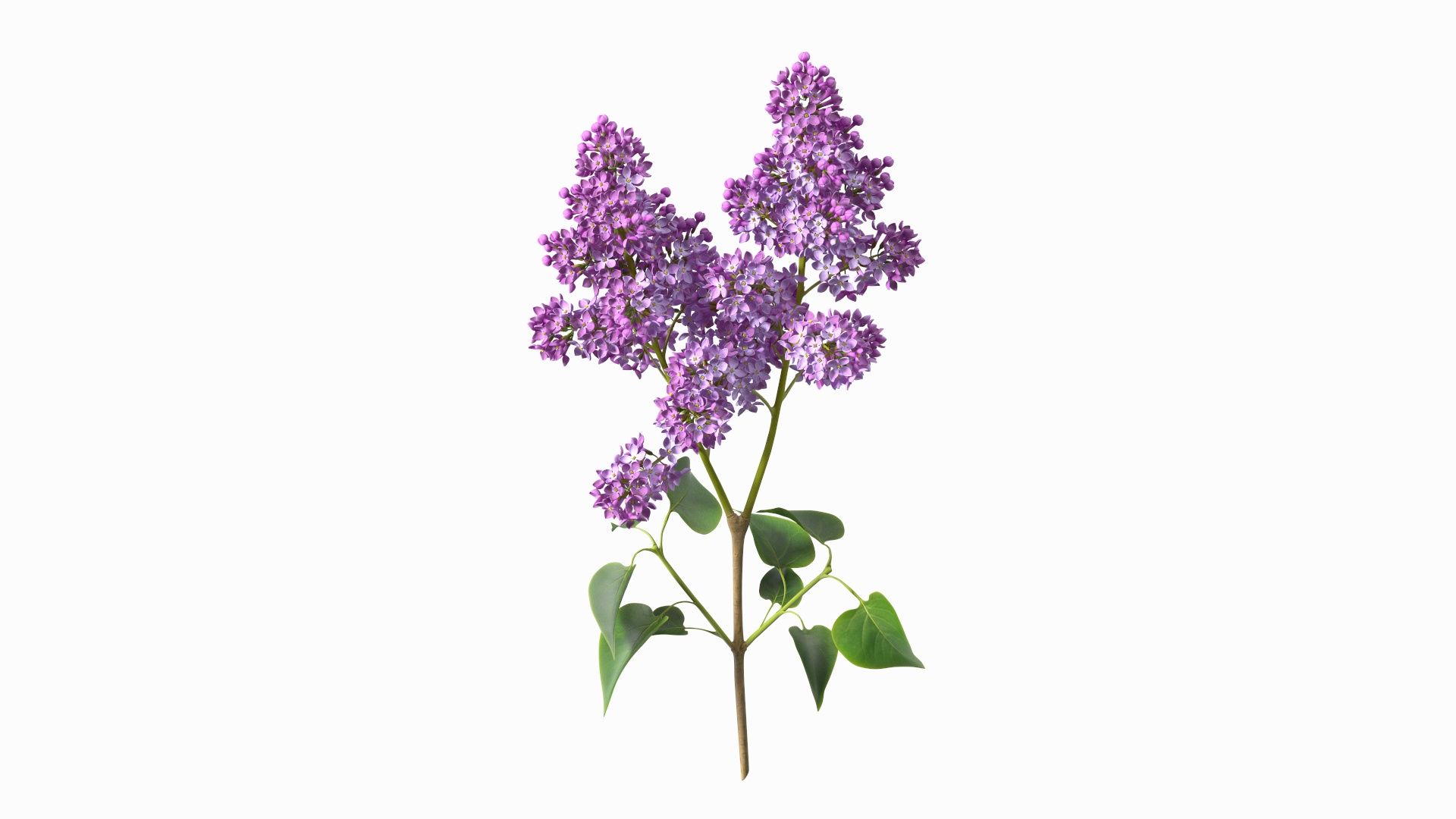 lilac branch