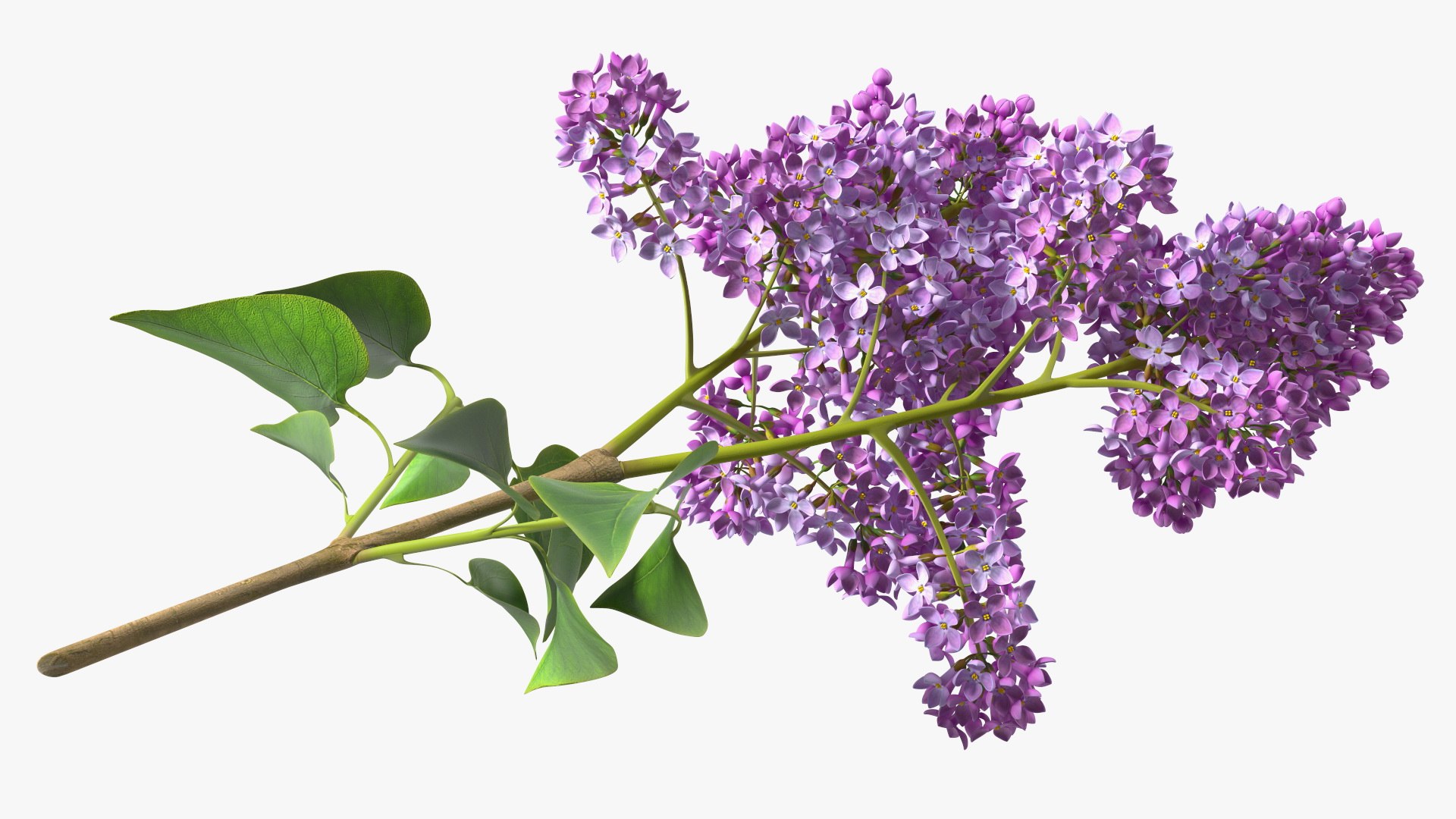 Lilac Branch 3D model - TurboSquid 2145569