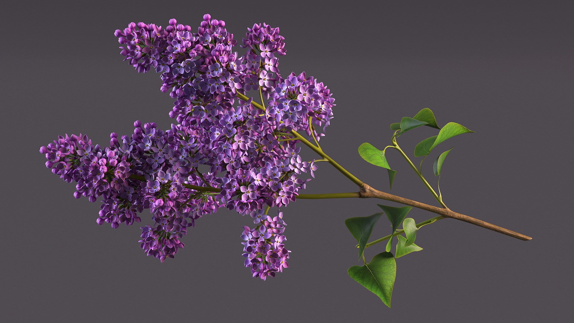 Lilac Branch 3D model - TurboSquid 2145569