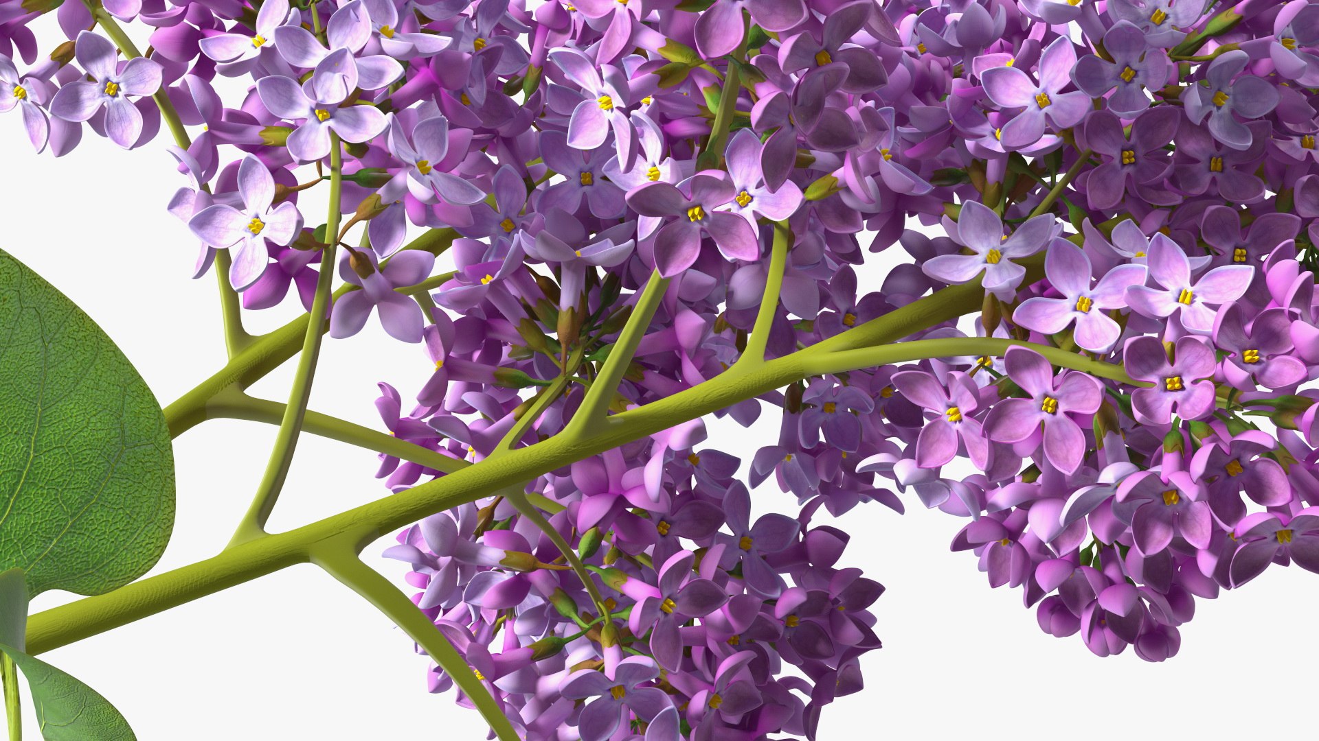 Lilac Branch 3D model - TurboSquid 2145569