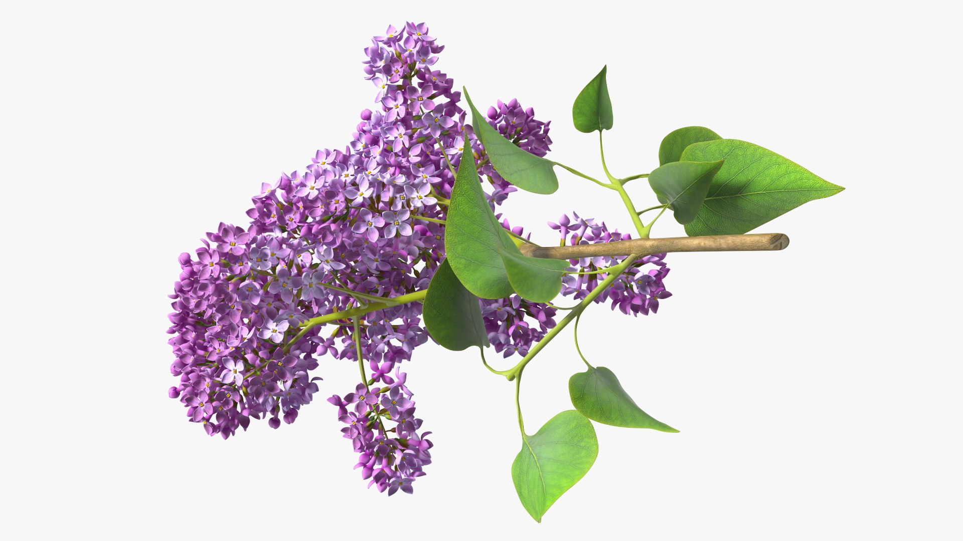 Lilac Branch 3D model - TurboSquid 2145569