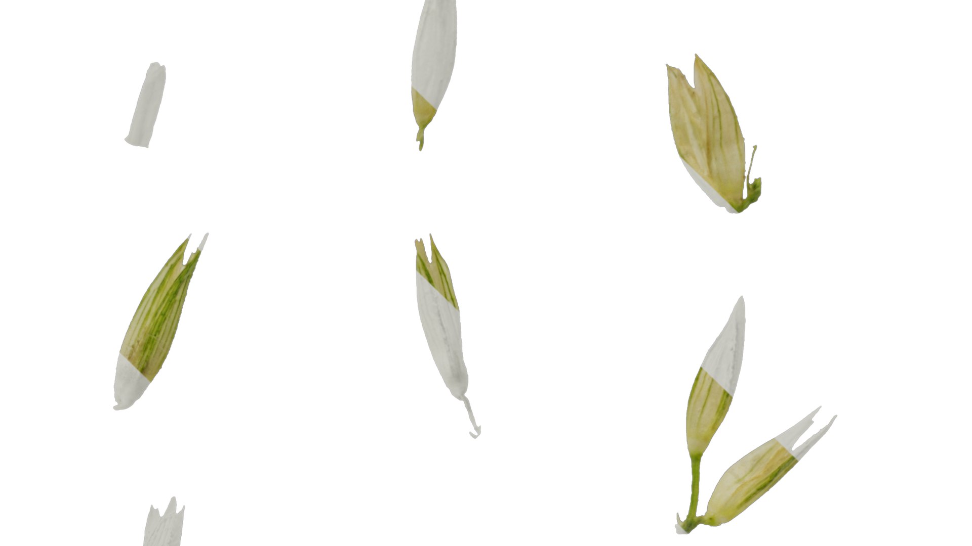 3D Anydrafts Zea Mays Flower 01 Textures Model - TurboSquid 2350459