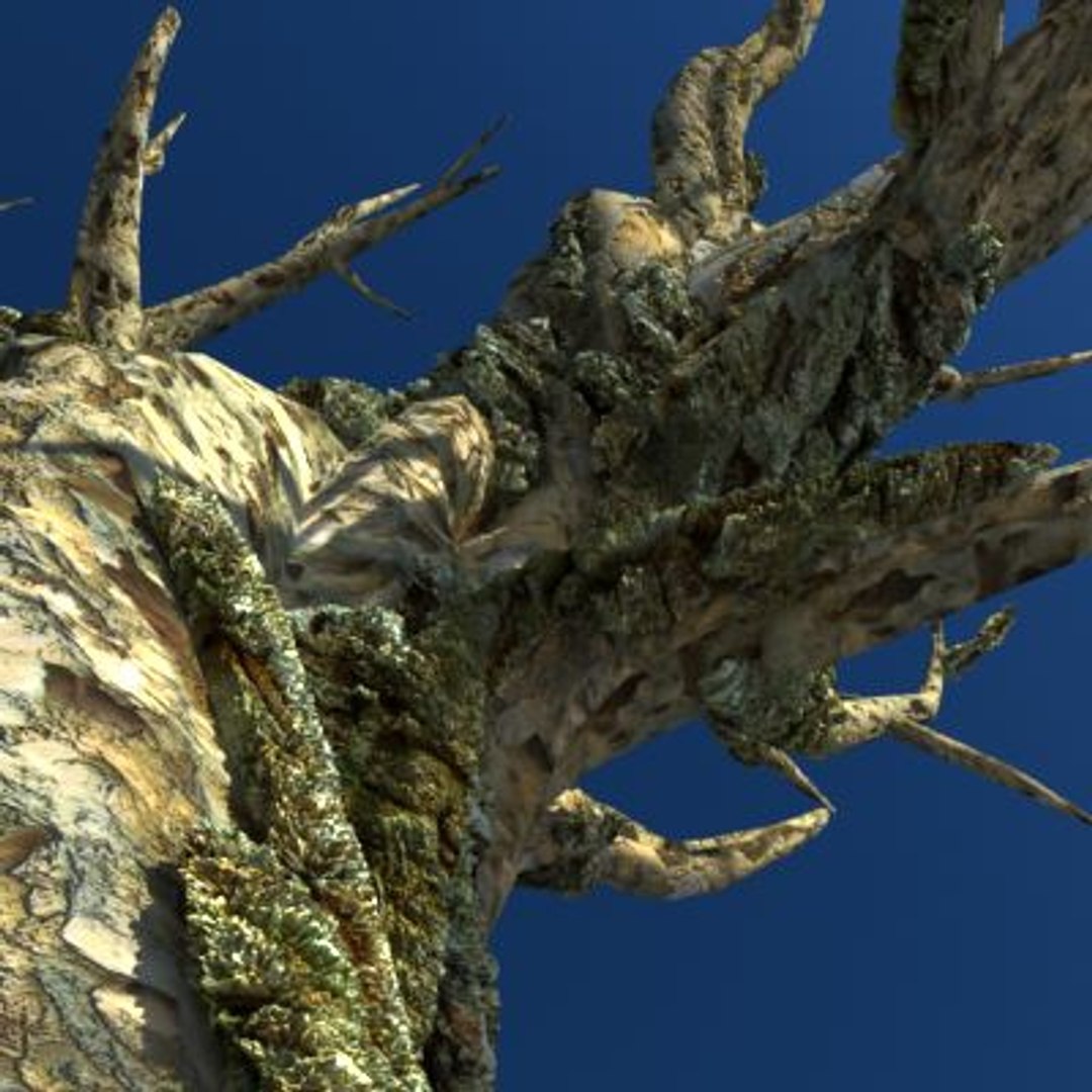 old tree 3d model