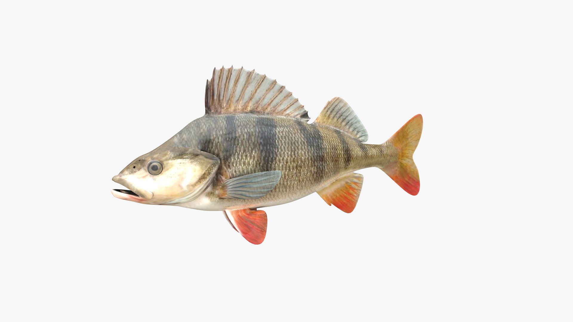 European Perch 3D model - TurboSquid 2095396
