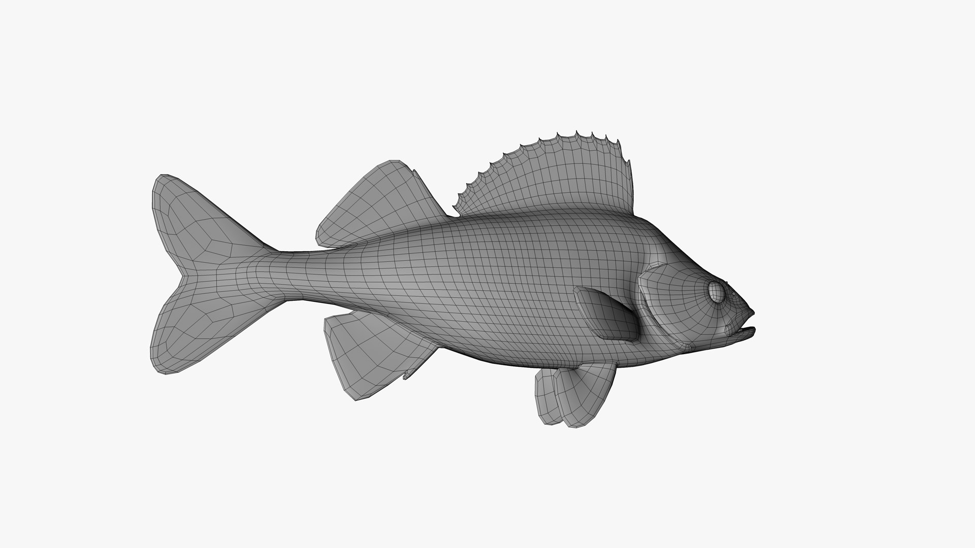 European Perch 3D model - TurboSquid 2095396