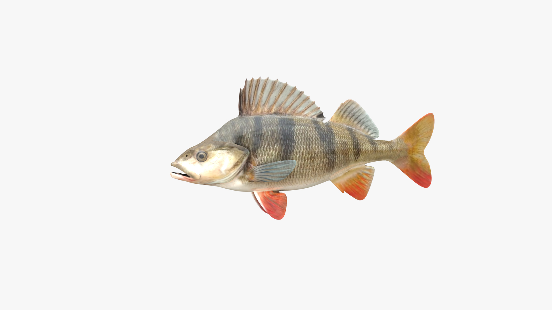 European Perch 3D model - TurboSquid 2095396