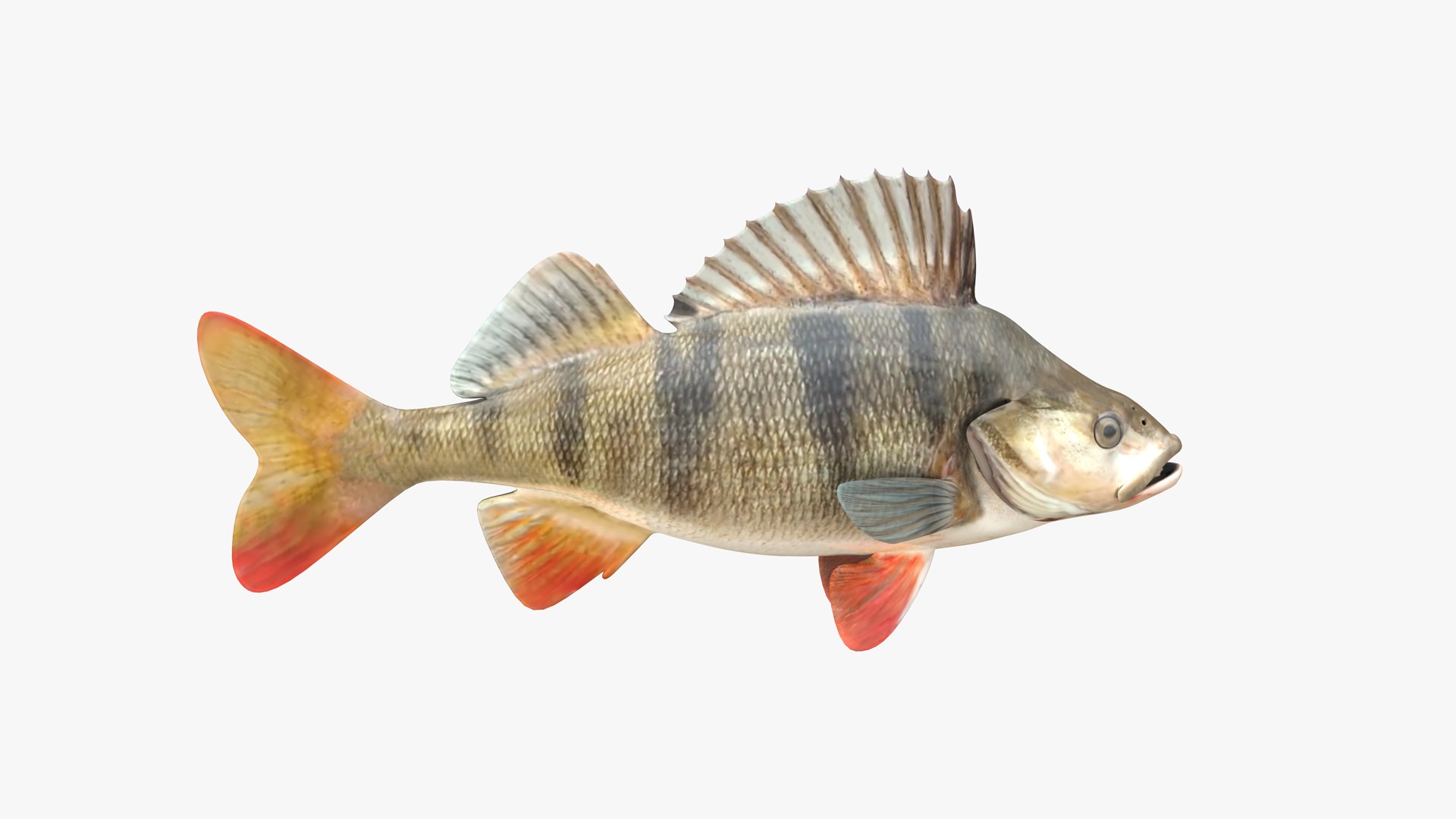 European Perch 3D model - TurboSquid 2095396