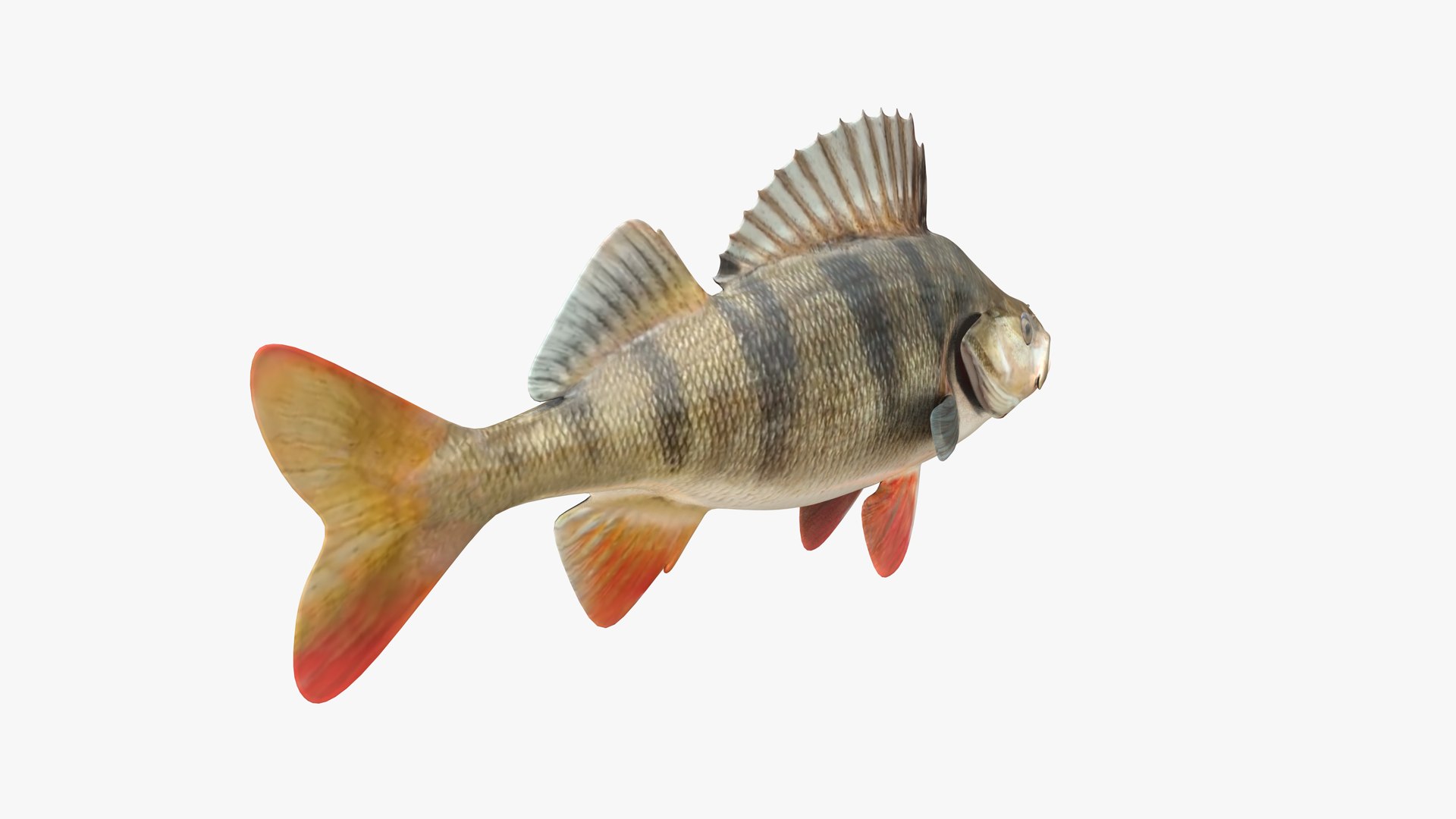 European Perch 3D model - TurboSquid 2095396