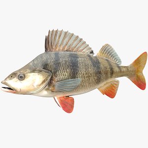 Perch 3D Models for Download | TurboSquid