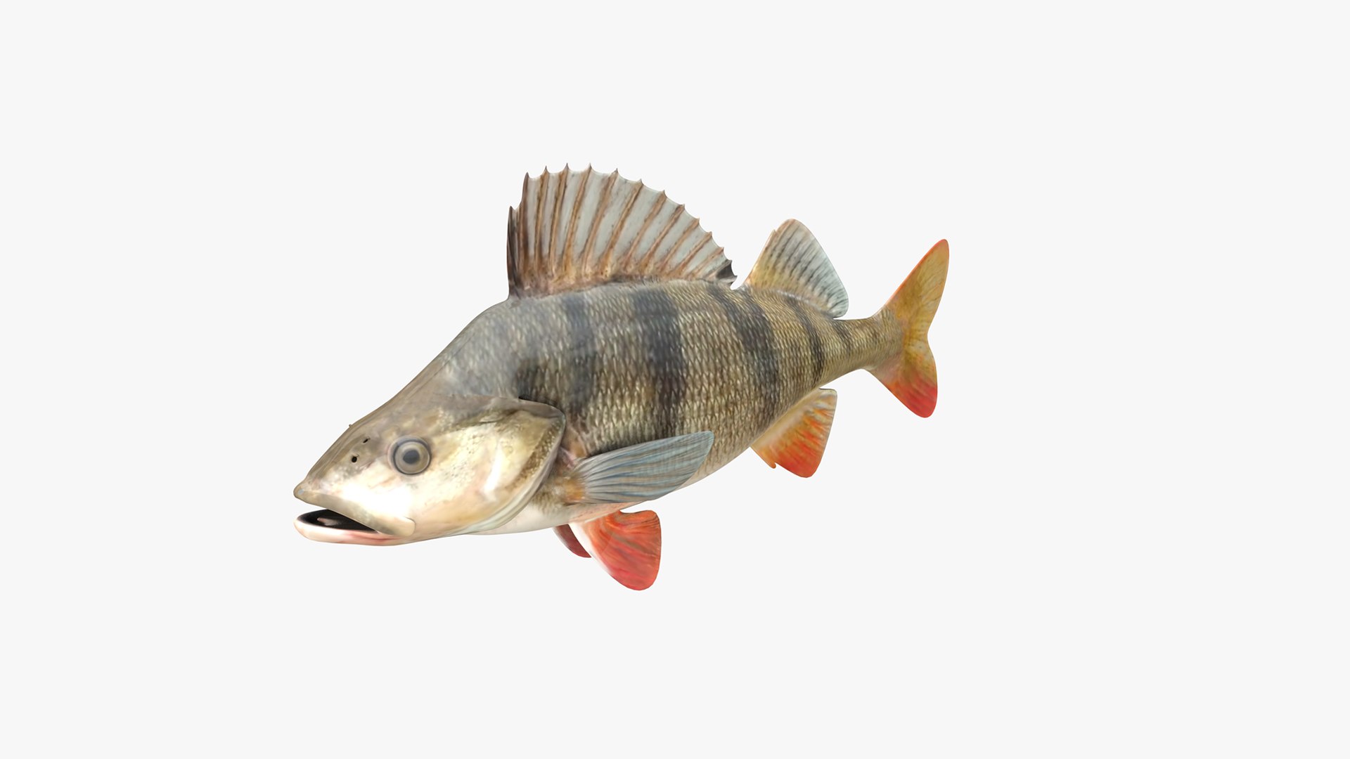 European Perch 3D model - TurboSquid 2095396