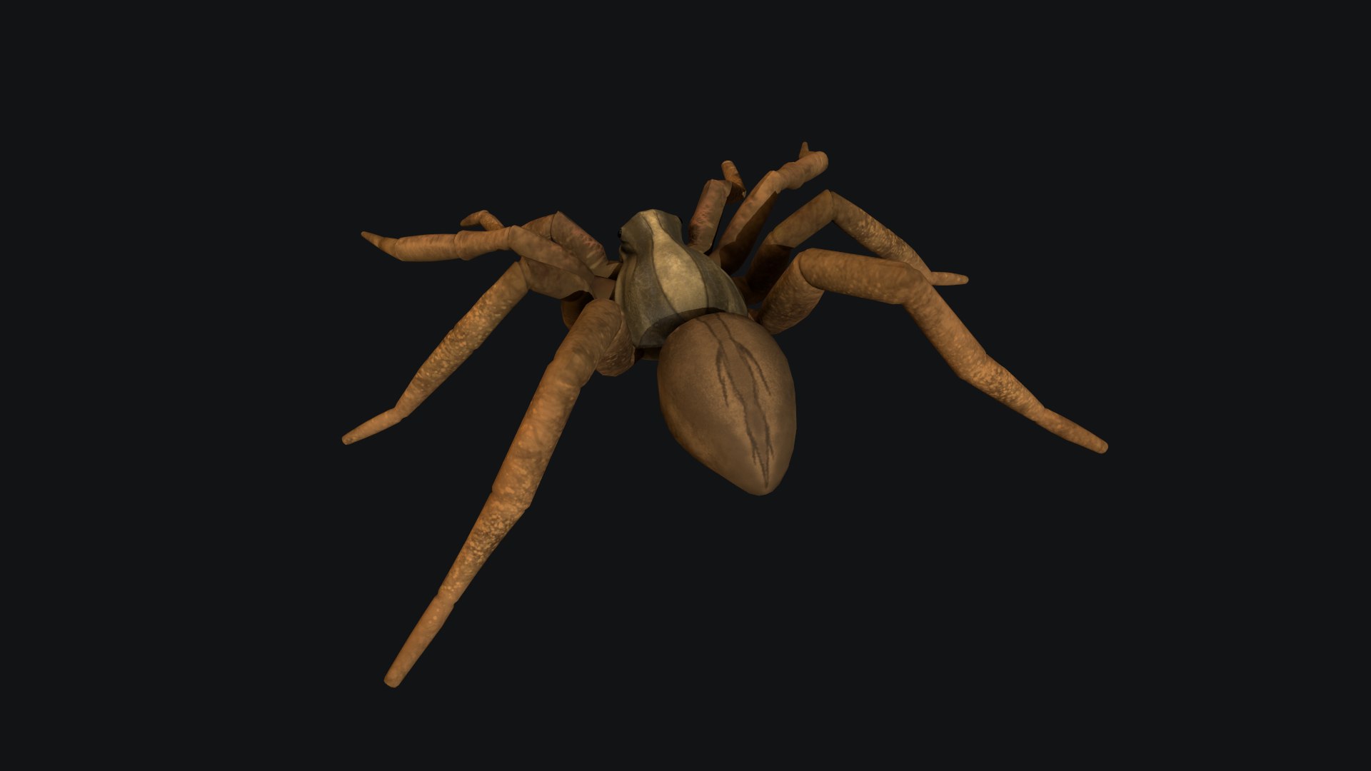3D model Wolf Spider - TurboSquid 1792024