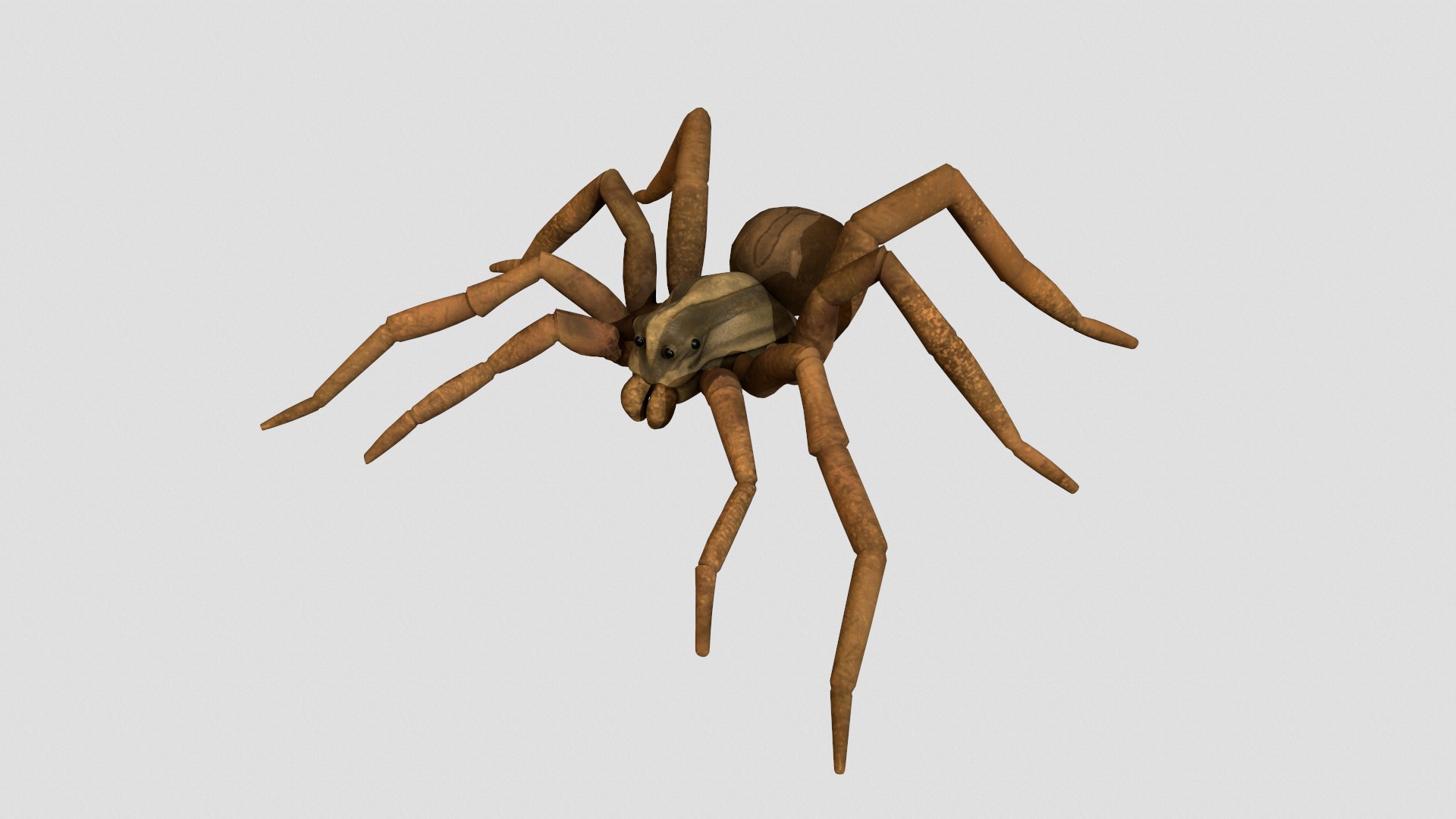 3D model Wolf Spider - TurboSquid 1792024