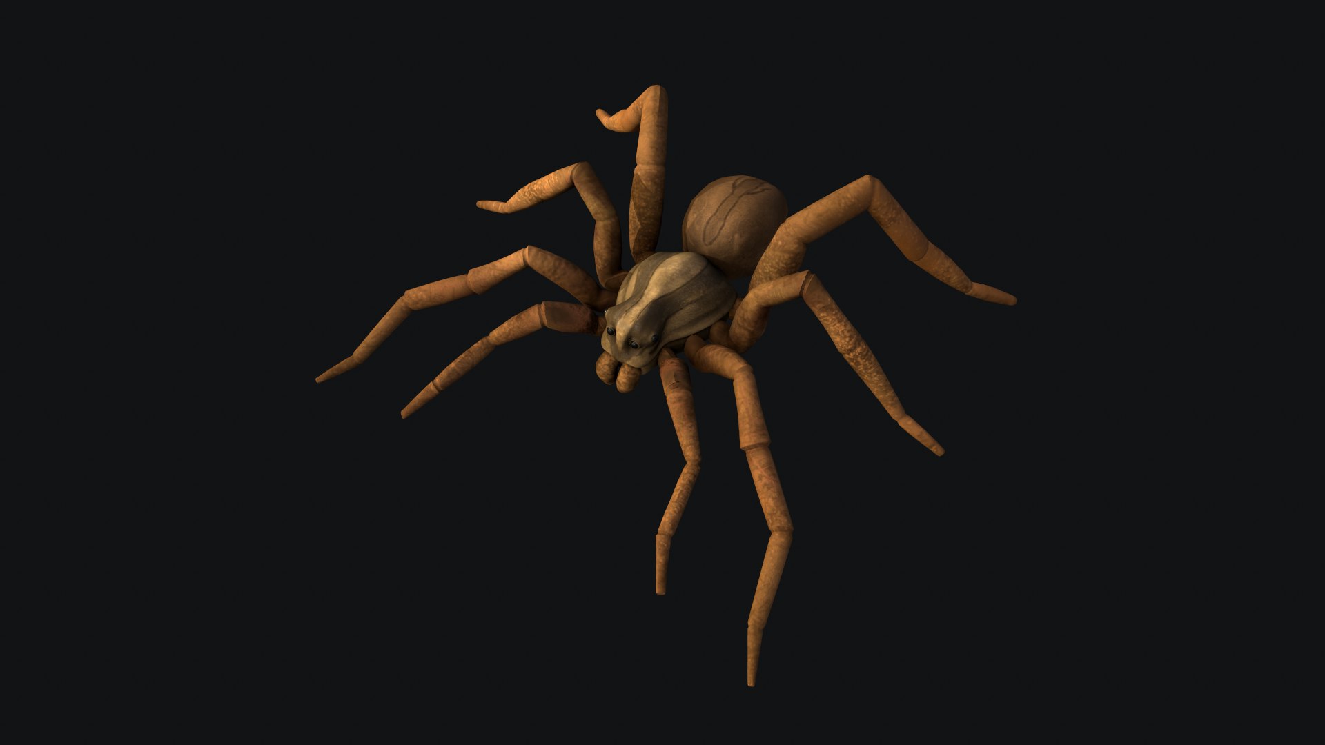 3D model Wolf Spider - TurboSquid 1792024