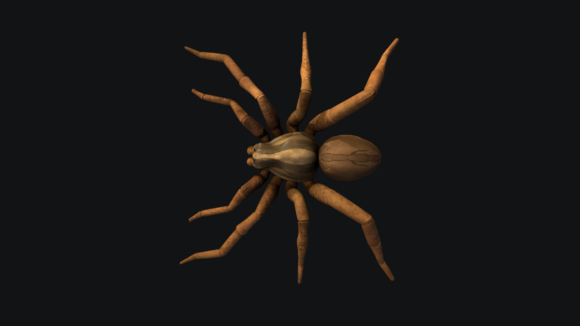 3D model Wolf Spider - TurboSquid 1792024