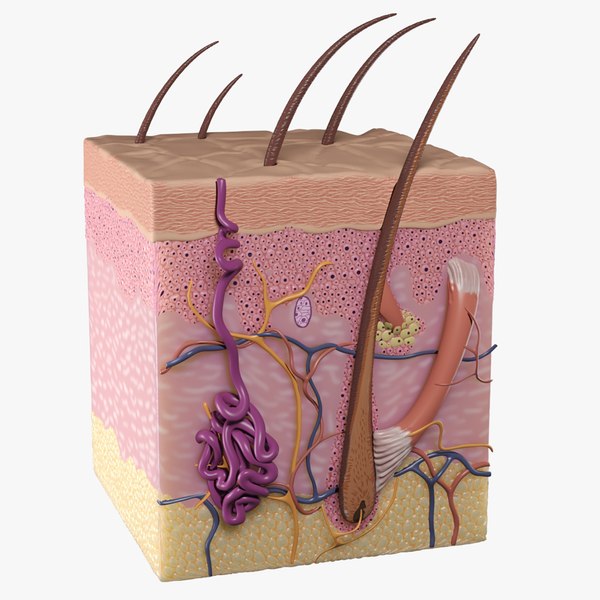 Integumentary System 3D Models for Download | TurboSquid