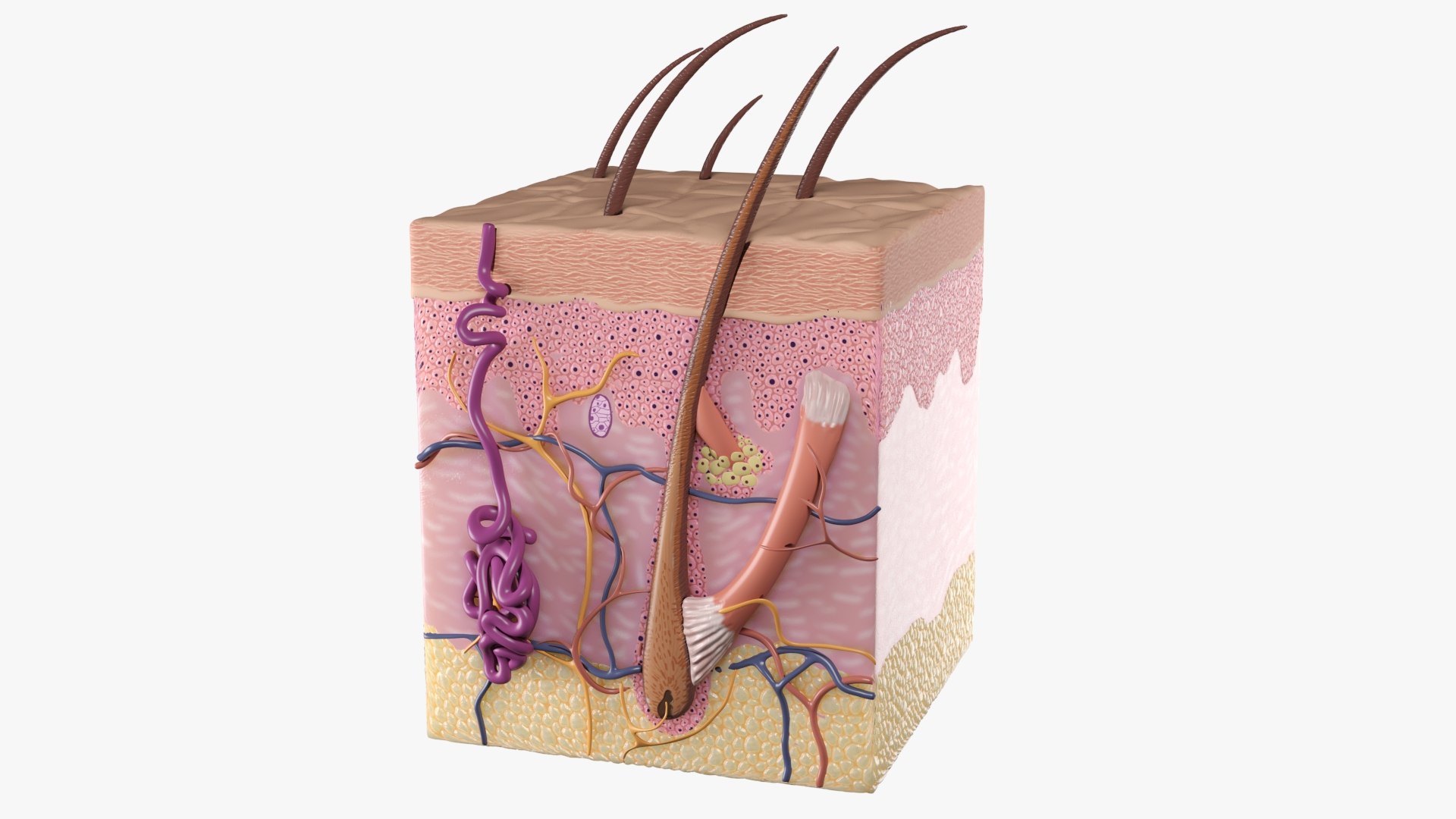 3D Cross-Sectional Anatomy Of Human Skin Model - TurboSquid 2255873