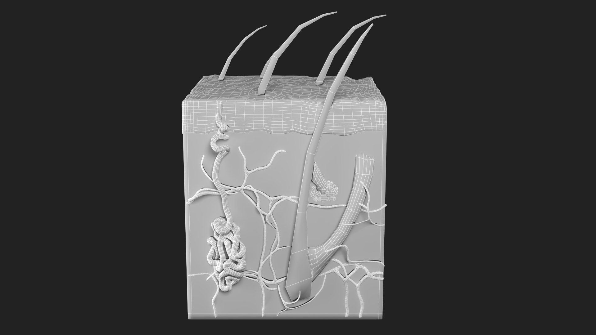 3D Cross-Sectional Anatomy Of Human Skin Model - TurboSquid 2255873