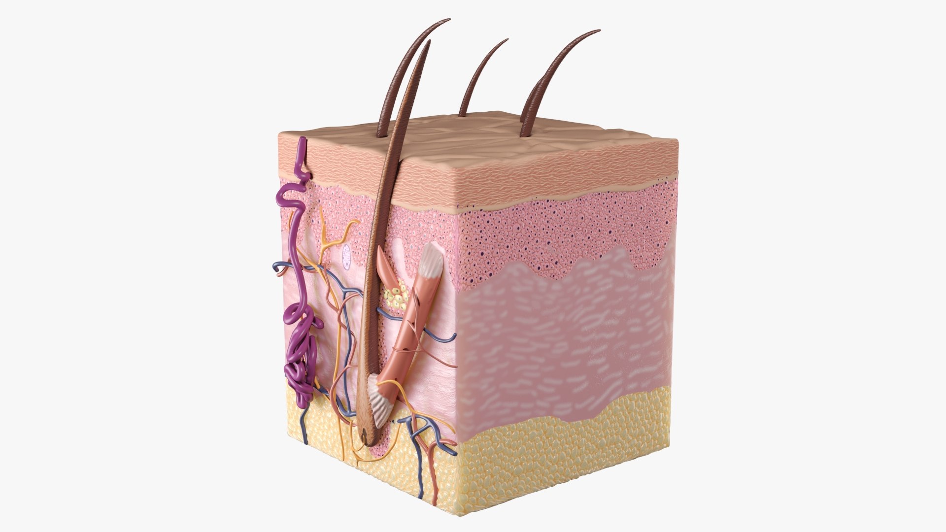 3D Cross-Sectional Anatomy Of Human Skin Model - TurboSquid 2255873