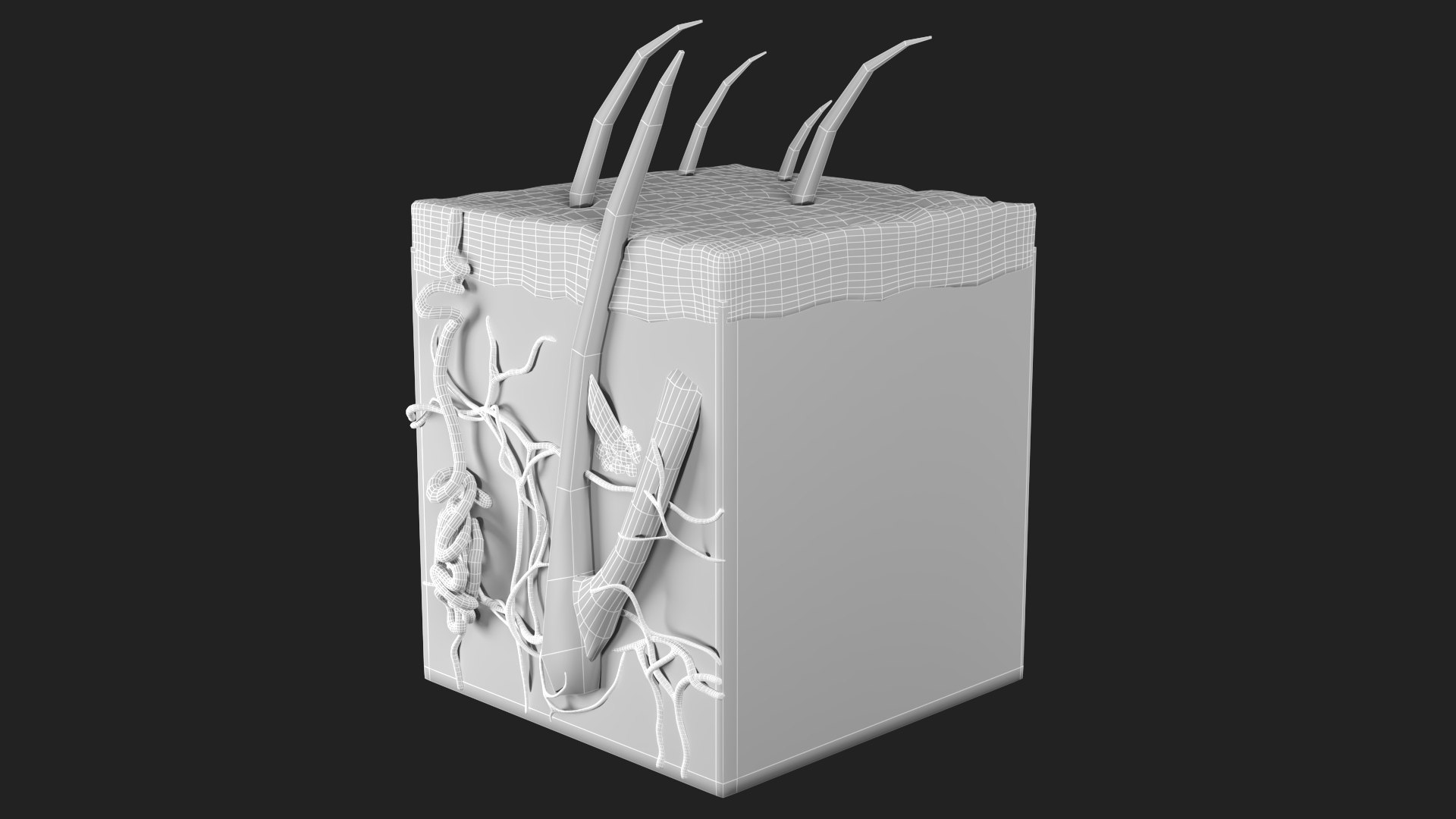 3D Cross-Sectional Anatomy Of Human Skin Model - TurboSquid 2255873