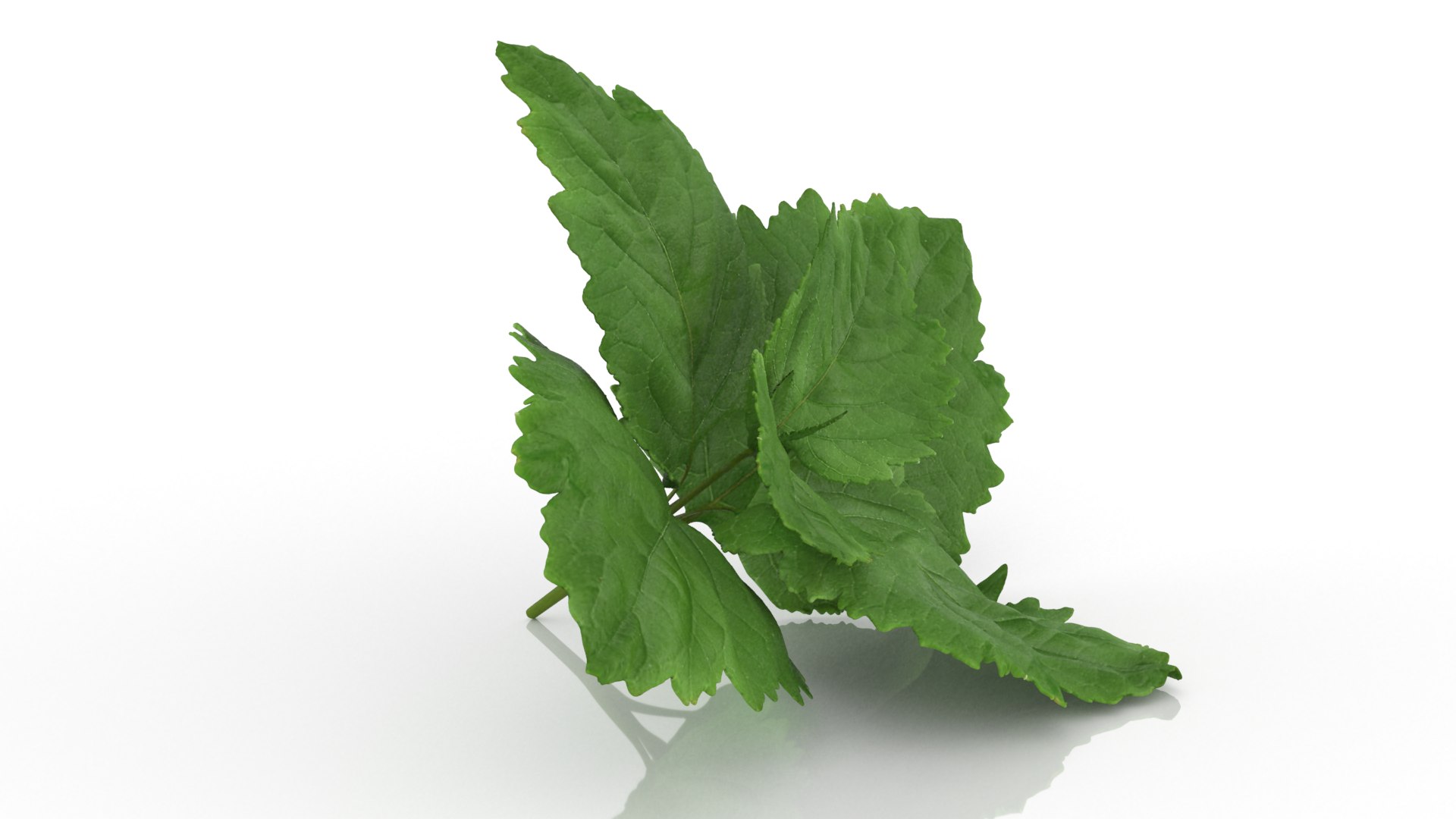 3D Sprig Of Patchouli Aroma Model - TurboSquid 1889542