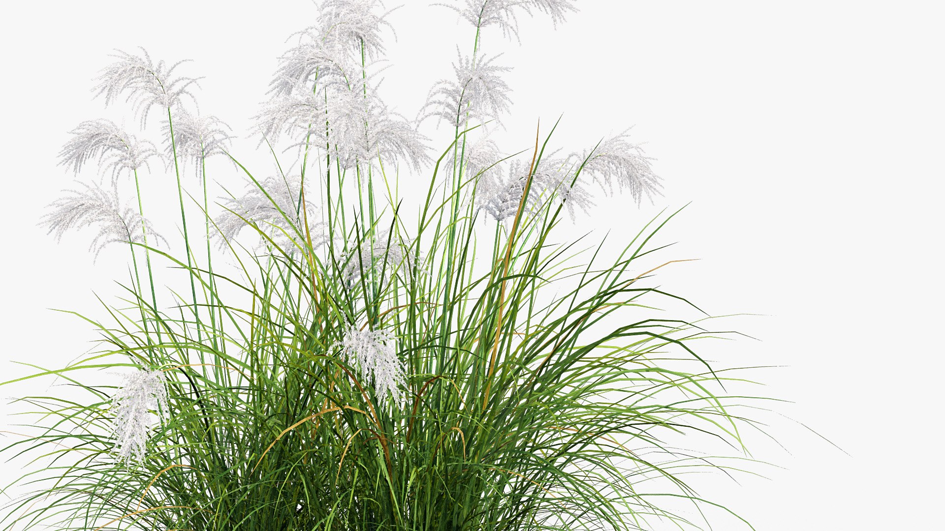 3D Miscanthus Sacchariflorus Amur Silver Grass 3D Model 02 - TurboSquid ...
