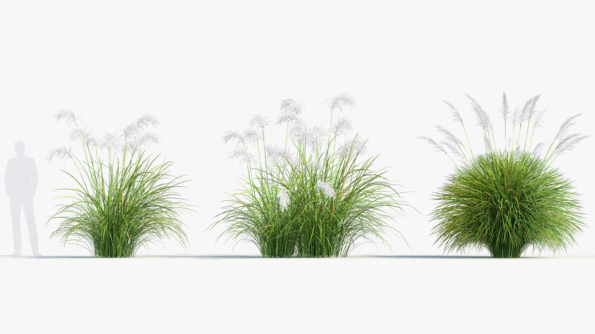 3D Miscanthus Sacchariflorus Amur Silver Grass 3D Model 02 - TurboSquid ...
