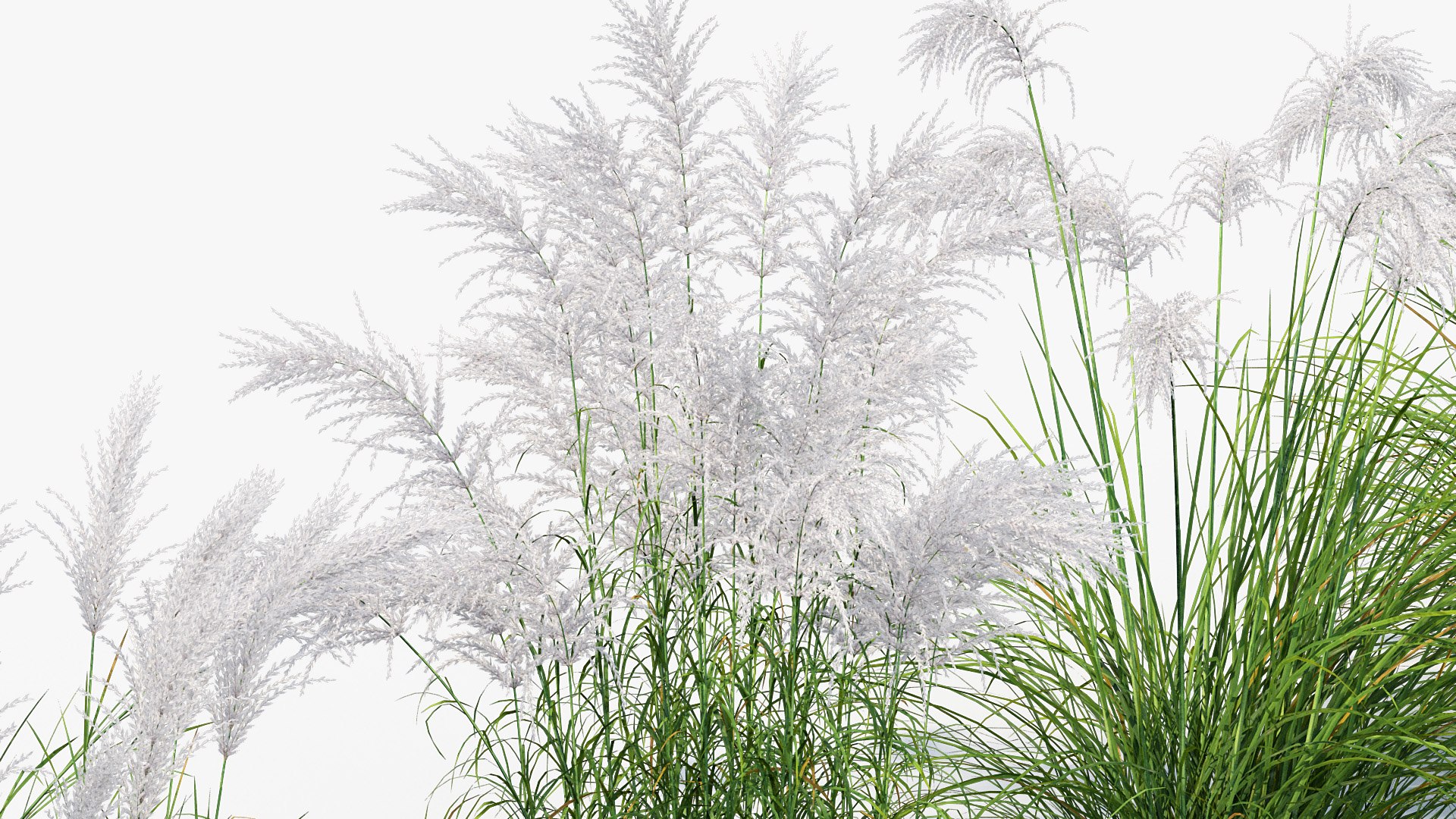 3D Miscanthus Sacchariflorus Amur Silver Grass 3D Model 02 - TurboSquid ...