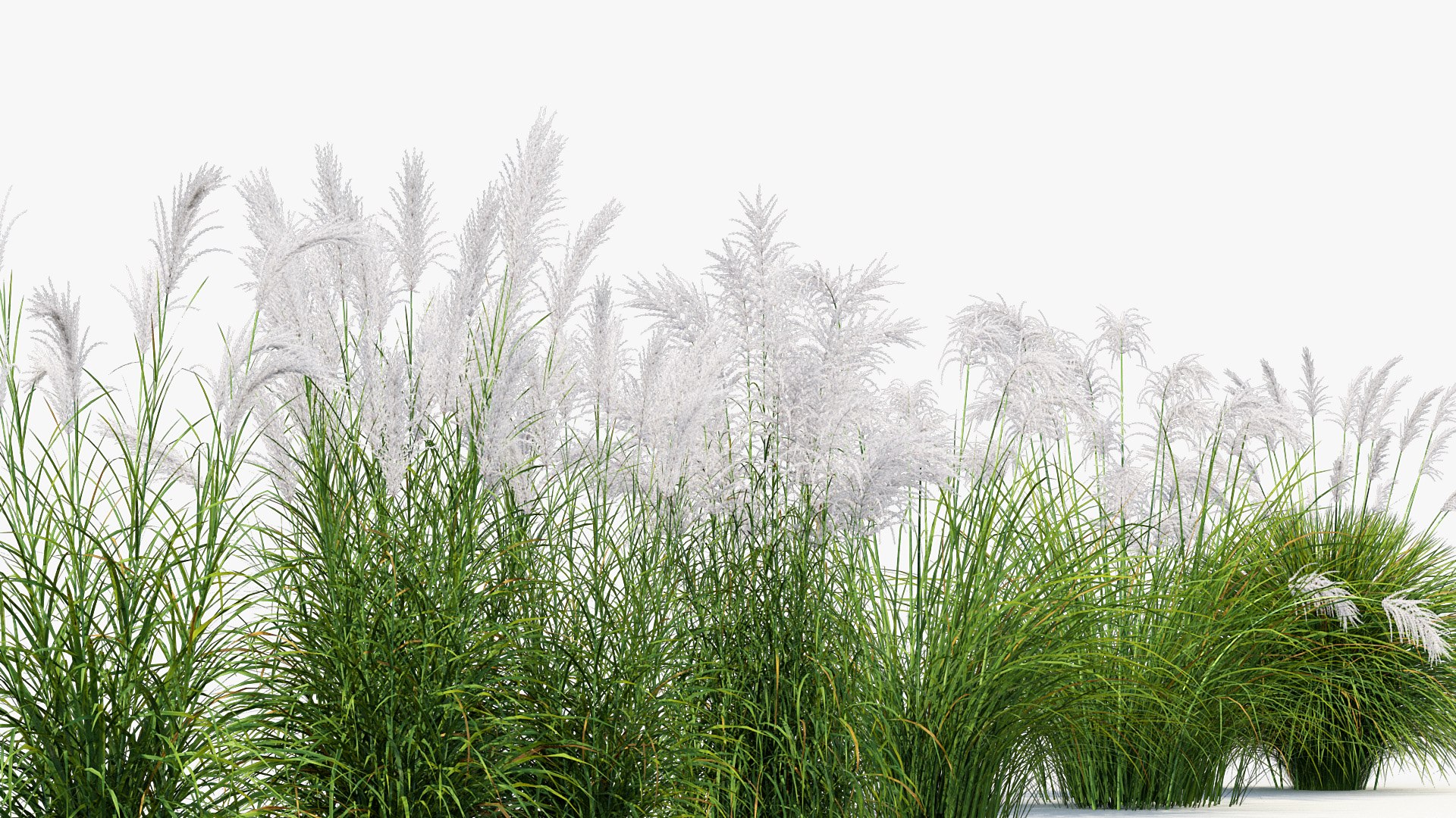 3D Miscanthus Sacchariflorus Amur Silver Grass 3D Model 02 - TurboSquid ...