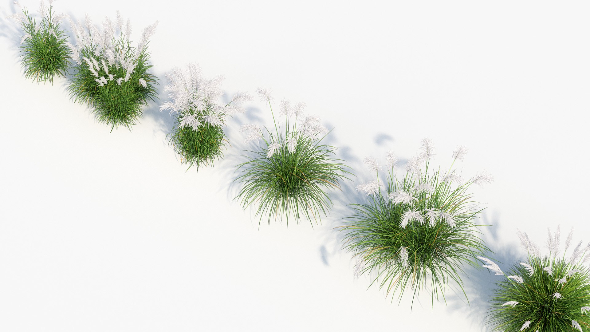 3D Miscanthus Sacchariflorus Amur Silver Grass 3D Model 02 - TurboSquid ...