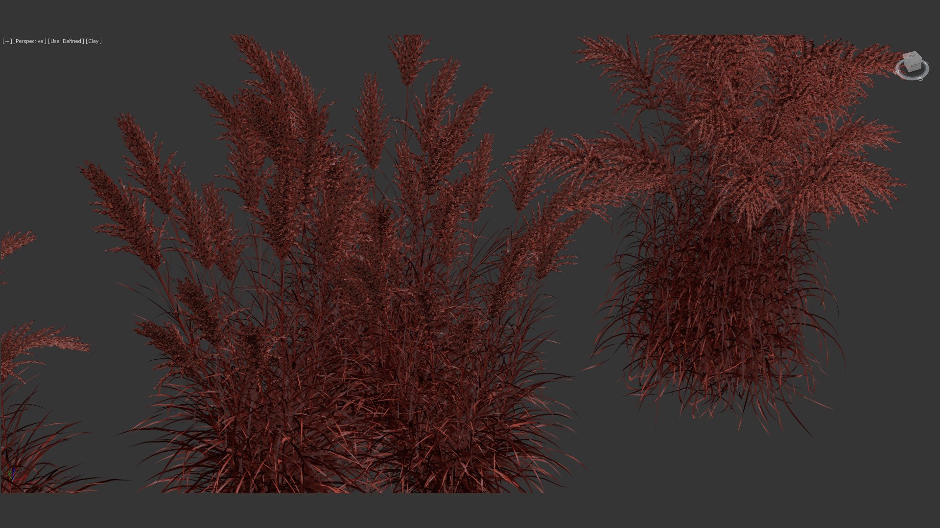 3D Miscanthus Sacchariflorus Amur Silver Grass 3D Model 02 - TurboSquid ...