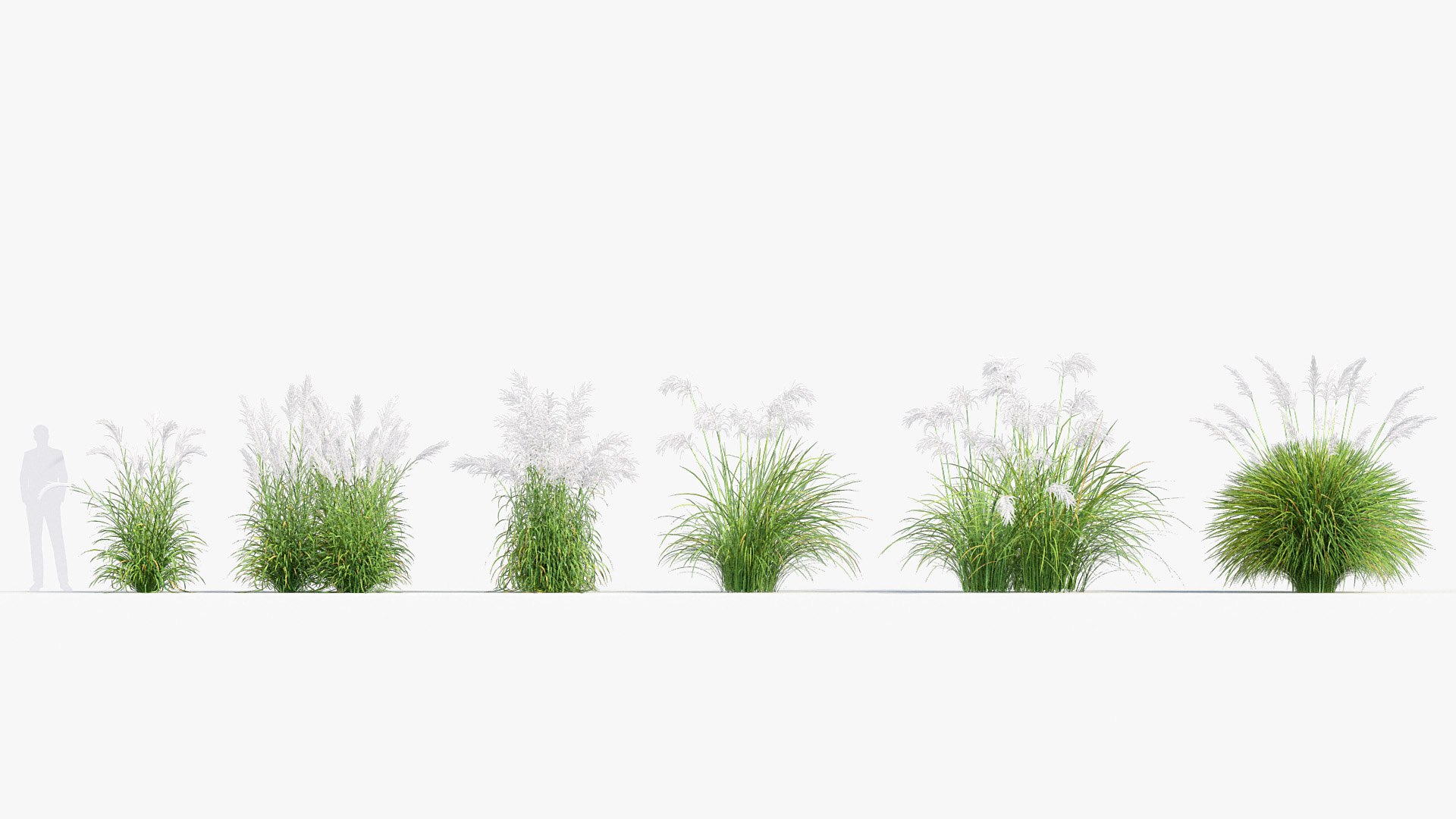 3D Miscanthus Sacchariflorus Amur Silver Grass 3D Model 02 - TurboSquid ...