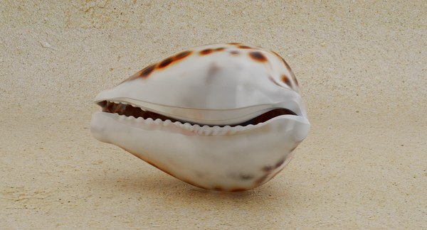3d model sea shell seashell