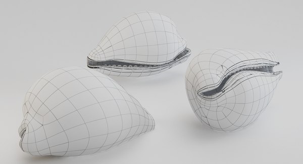 3d model sea shell seashell