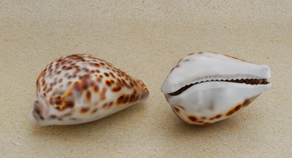 3d model sea shell seashell