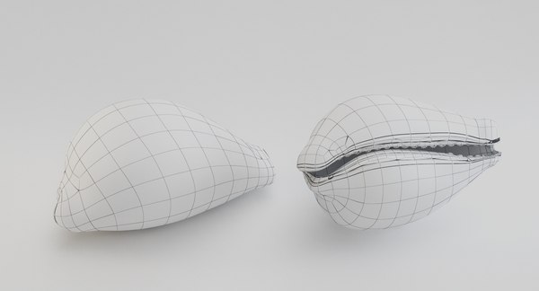 3d model sea shell seashell