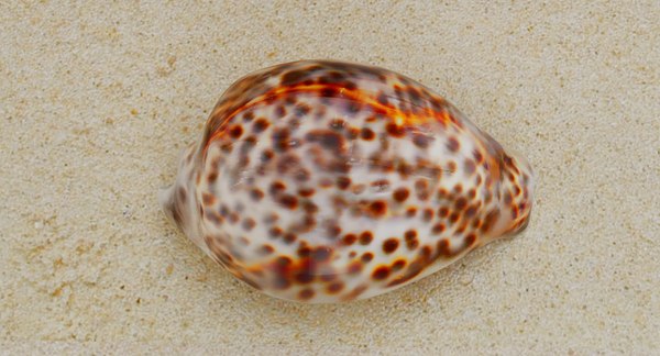 3d model sea shell seashell