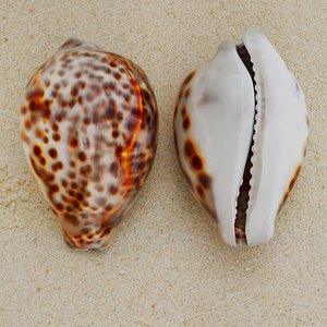 Sea Shell 3D Model - TurboSquid 1359849