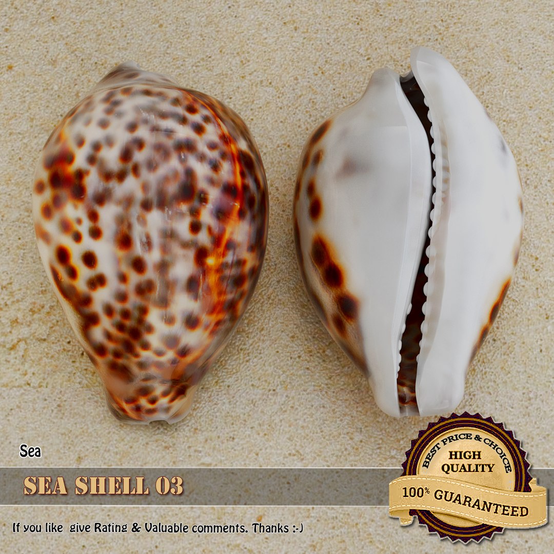 3d model sea shell seashell