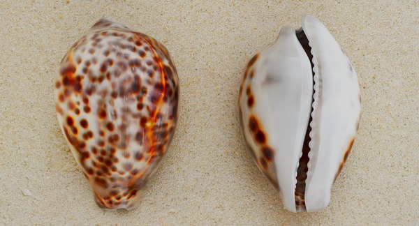 3d model sea shell seashell