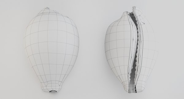 3d model sea shell seashell