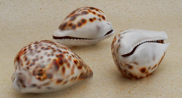 3d model sea shell seashell