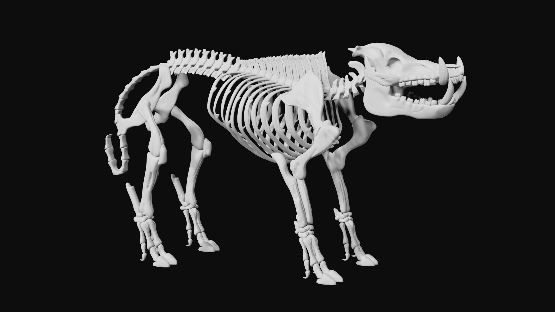 Rigged Boar Skeleton 3D Model - TurboSquid 1841040