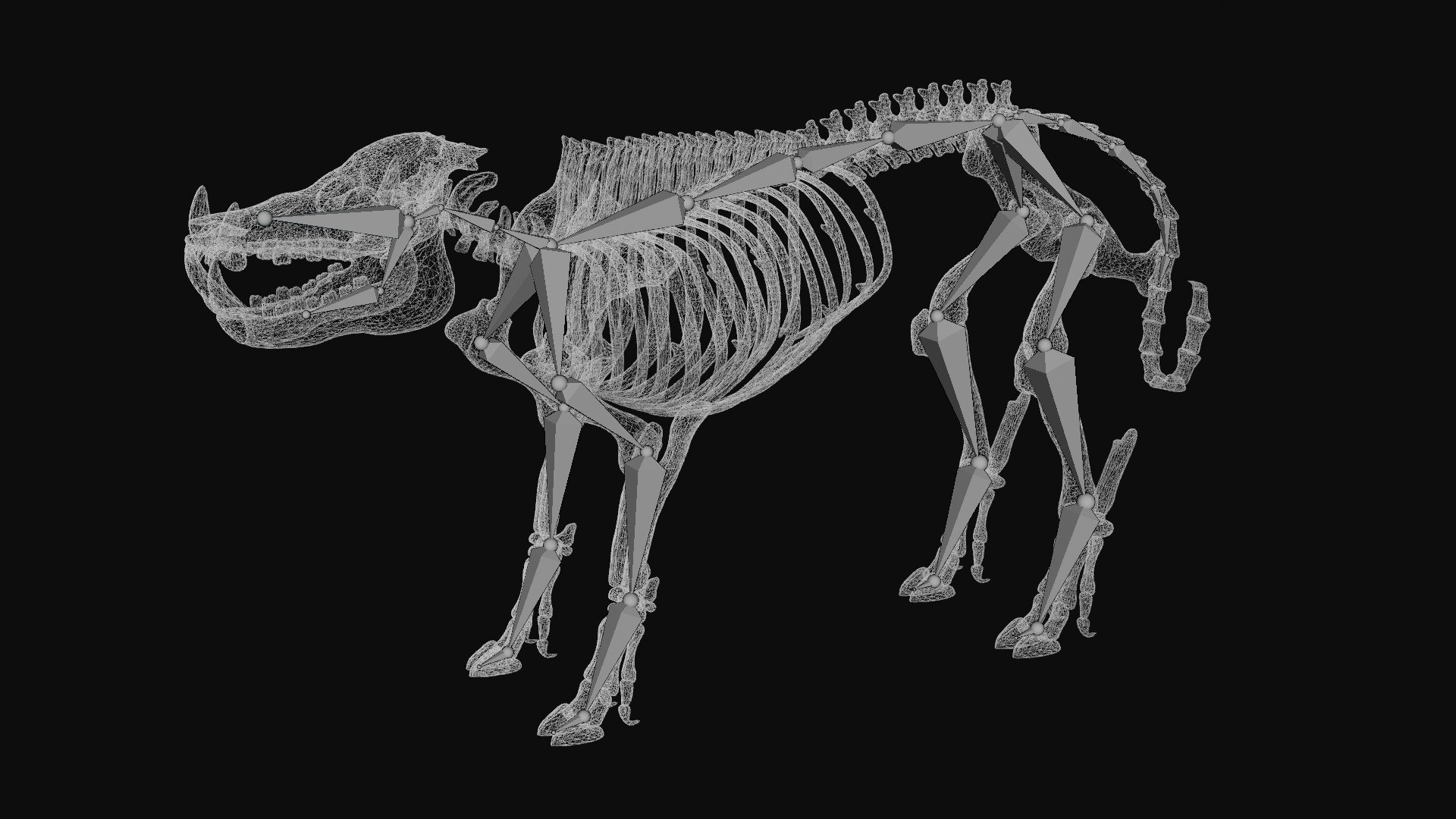 Rigged Boar Skeleton 3D Model - TurboSquid 1841040