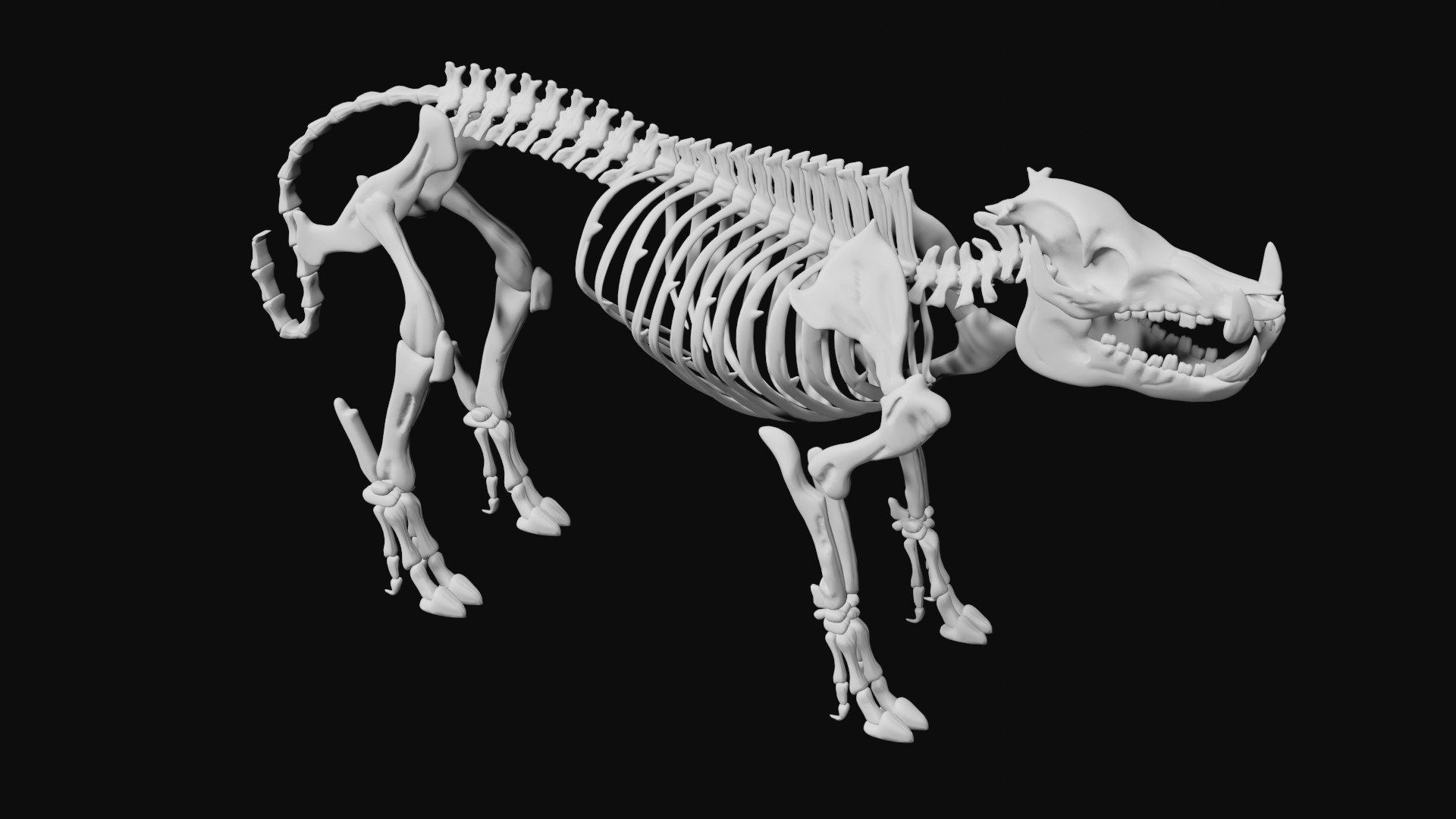 Rigged Boar Skeleton 3D Model - TurboSquid 1841040