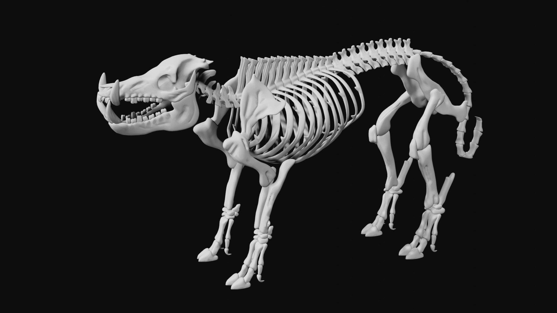 Rigged Boar Skeleton 3D Model - TurboSquid 1841040