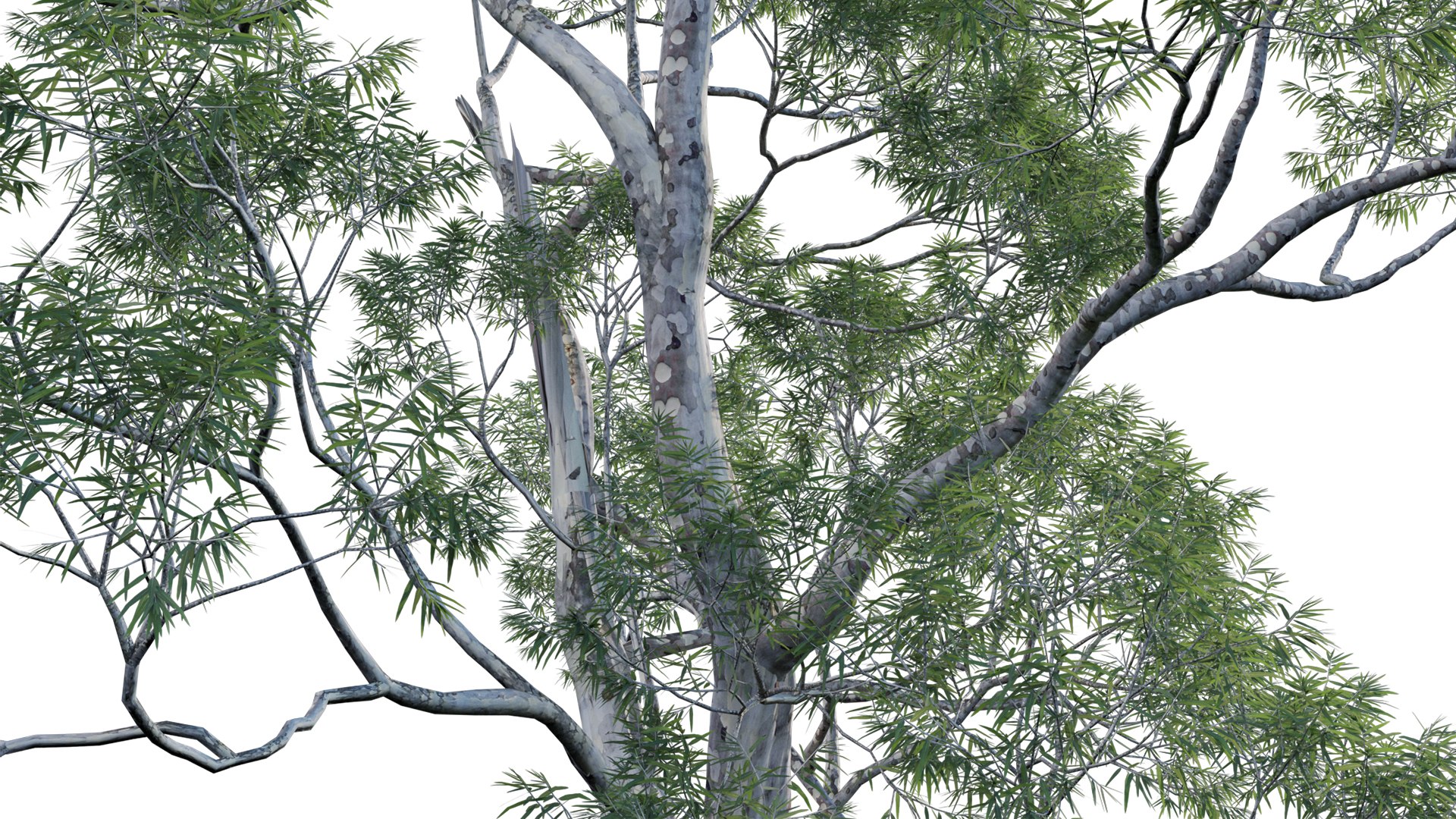 Eucalyptus saligna - Sydney Blue Gum 03 3D model - TurboSquid 2069037