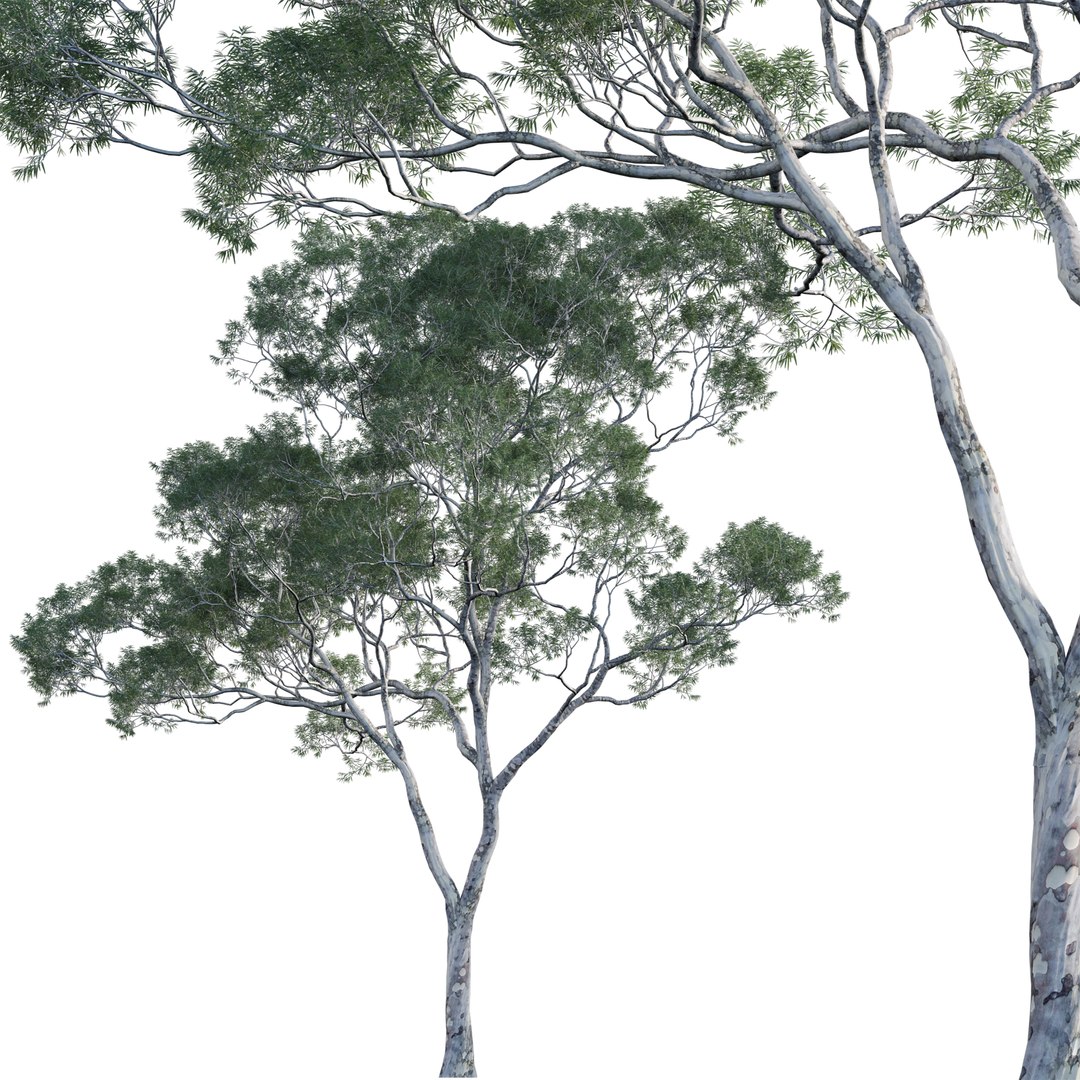 Eucalyptus saligna - Sydney Blue Gum 03 3D model - TurboSquid 2069037